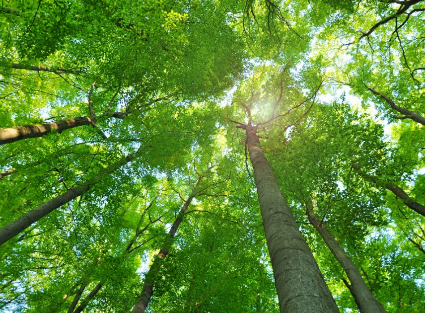 Global Tree Cover Has Expanded More Than 7 Percent Since 1982 – Reason.com