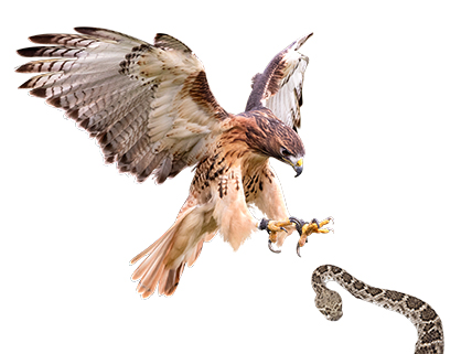 Budget Hawks Fly the Coop – Reason.com