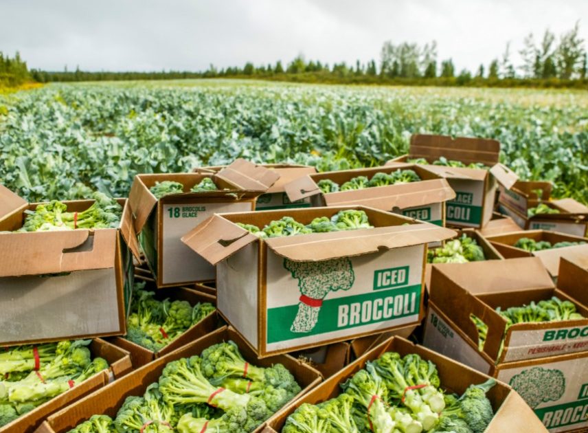 New Canadian Food-Safety Law Could Spell Trouble for Small Producers ...