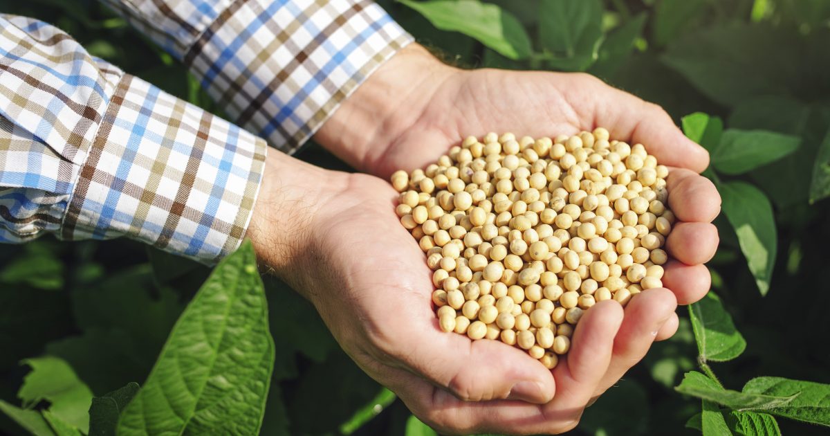 Trump’s Trade War Continues To Crush Soybean Farmers – Reason.com