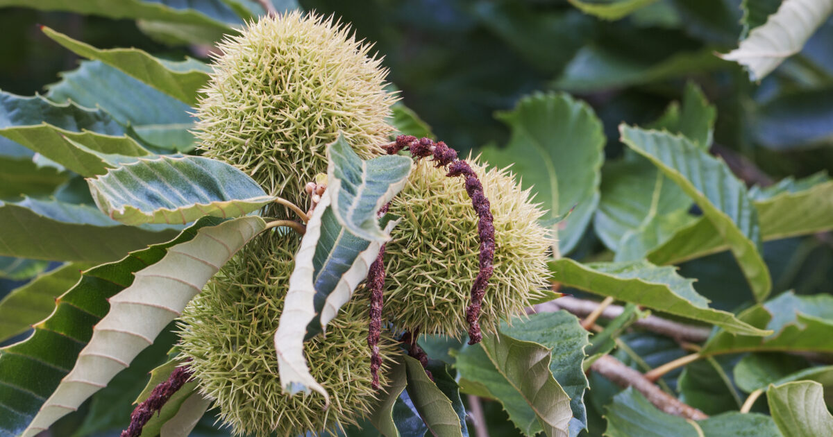Sierra Club Inches Toward Accepting Genetically Modified Chestnut Trees ...