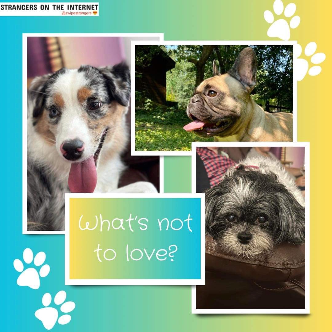 "Strangers on the Internet" Podcast Episode 45: When Pets Block Your ...